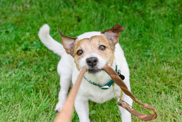 How To Stop Your Jack Russell From Running Away And Keep Them Safe | My ...